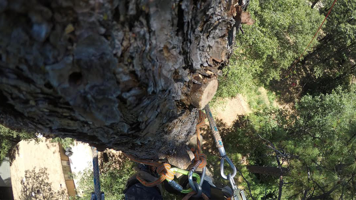 Big Tree Removal - A&E Arborists Tree Care - The Tree Blog